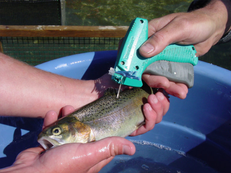 Fish Population Management | Services & Help | AEC Lakes